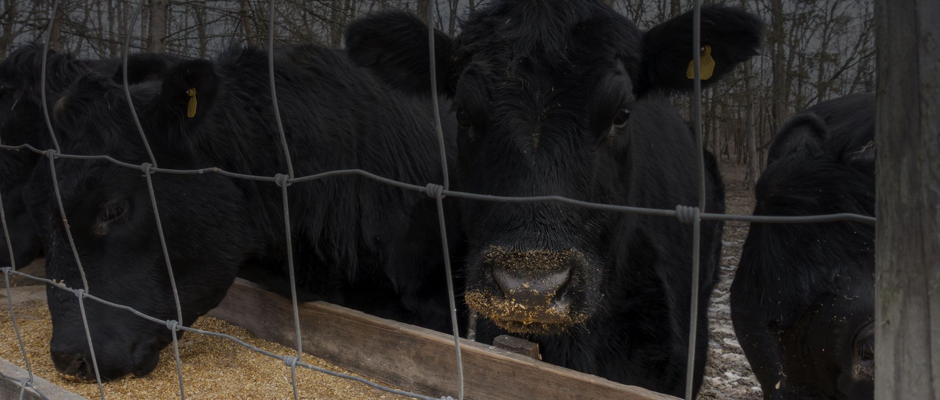 Home - Independent Salt